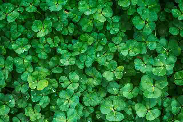 Can Clover Grow In Shade? | Your Cool Home