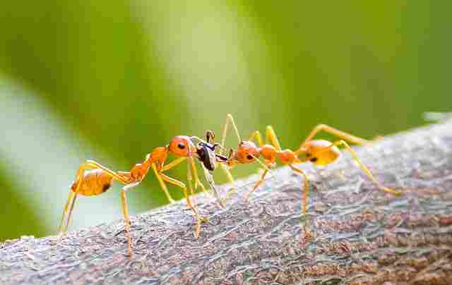 Will Gasoline Kill Fire Ants? (Yes, And 4 Ways It Does) | Your Cool Home