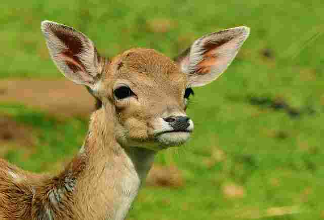 Is Mock Orange Deer Resistant? (Yes, And 9 Reasons Why) | Your Cool Home